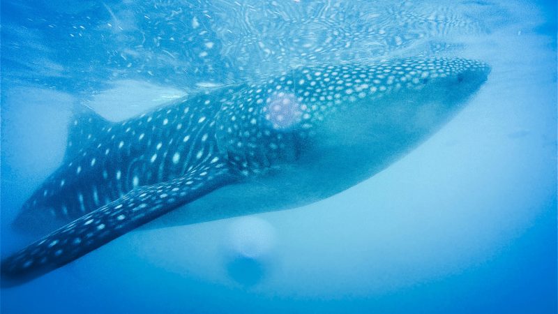 Whale Sharks in The Philippines: Things to Know Before You Go