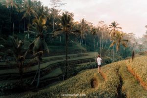 Ubud, Bali: 15 Best Things To Do (Our Top Tips!)