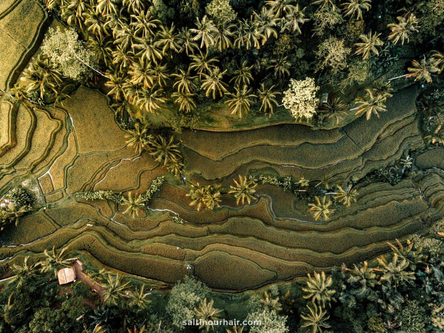 Ubud, Bali: 15 Best Things To Do (Our Top Tips!)