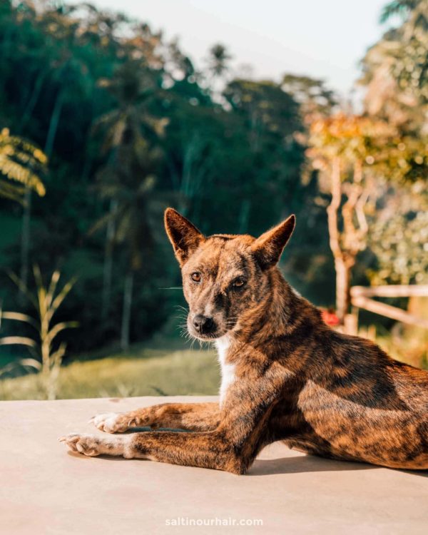 Ubud, Bali: 15 Best Things To Do (Our Top Tips!)