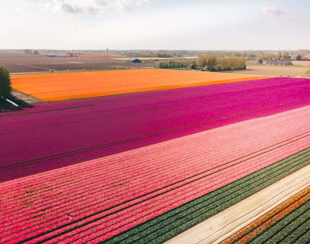 TULIPS NETHERLANDS - Best Place to see Tulips in the Netherlands
