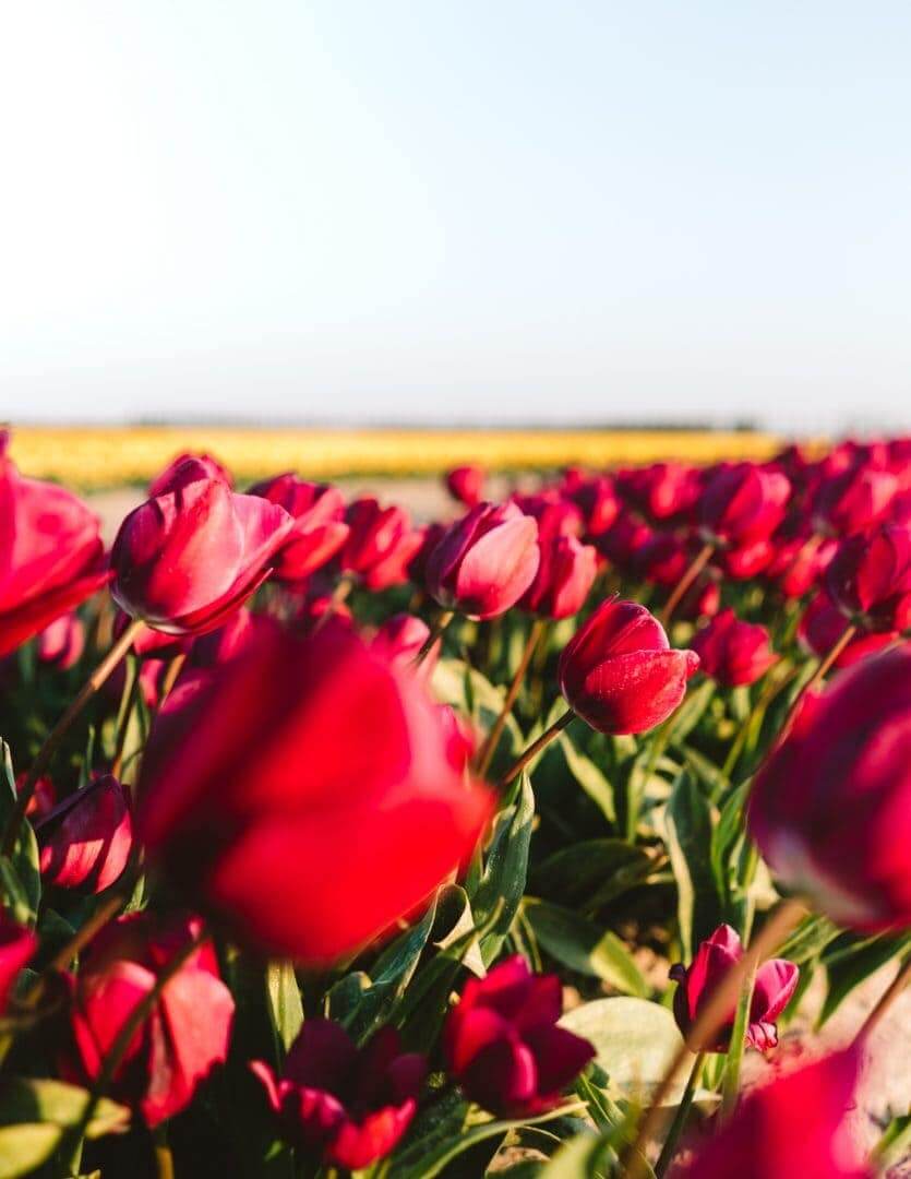 Tulip Fields Netherlands: Best Place to See Tulips without Tourists