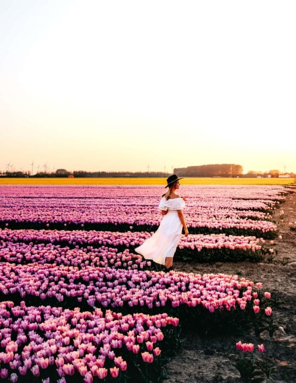 Tulpenvelden Nederland: Hier bezoek je Tulpen zonder Toeristen!