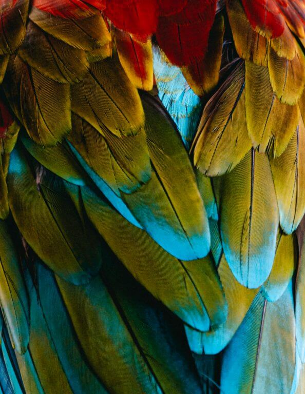 Amazone, Peru: De Ultieme Gids tot de Jungle · Salt in our Hair