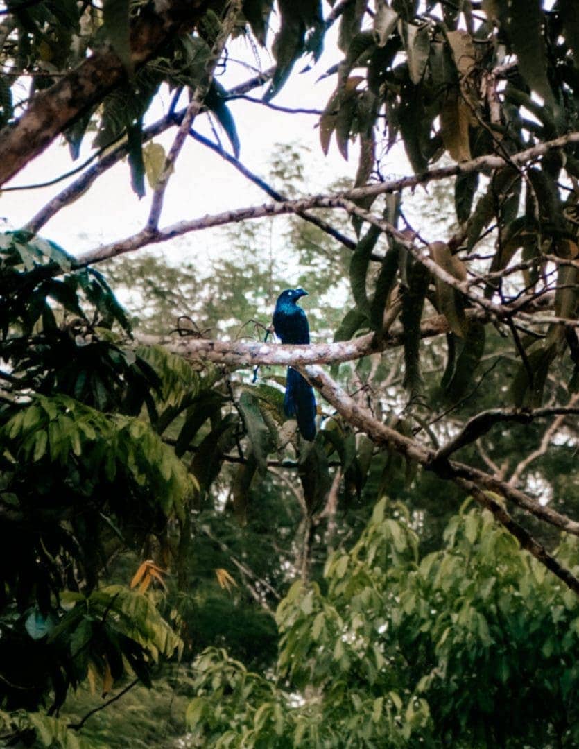 Amazone, Peru: De Ultieme Gids tot de Jungle · Salt in our Hair