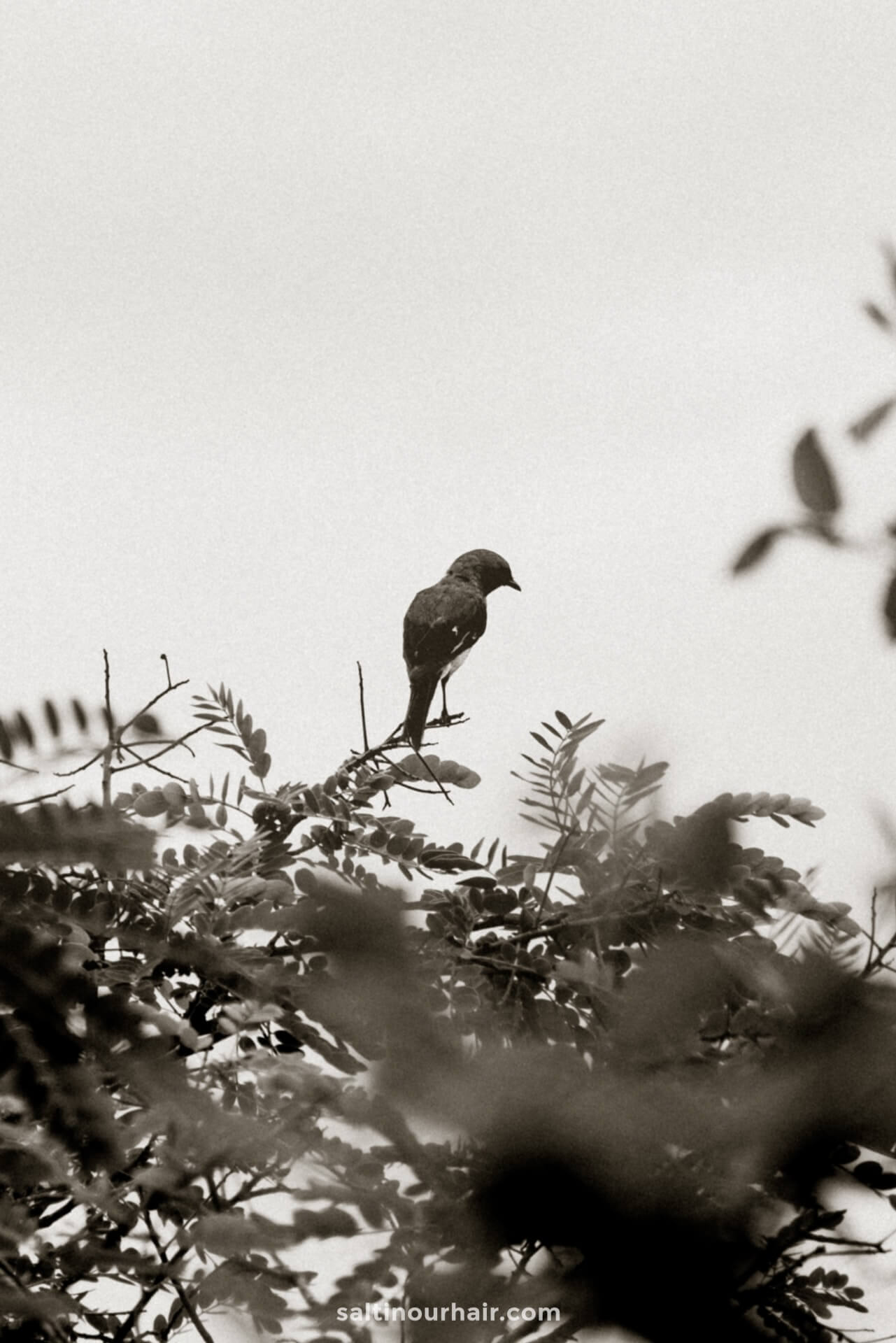 Yala National Park: 2023 Travel Guide (Sri Lanka) · Salt in our Hair