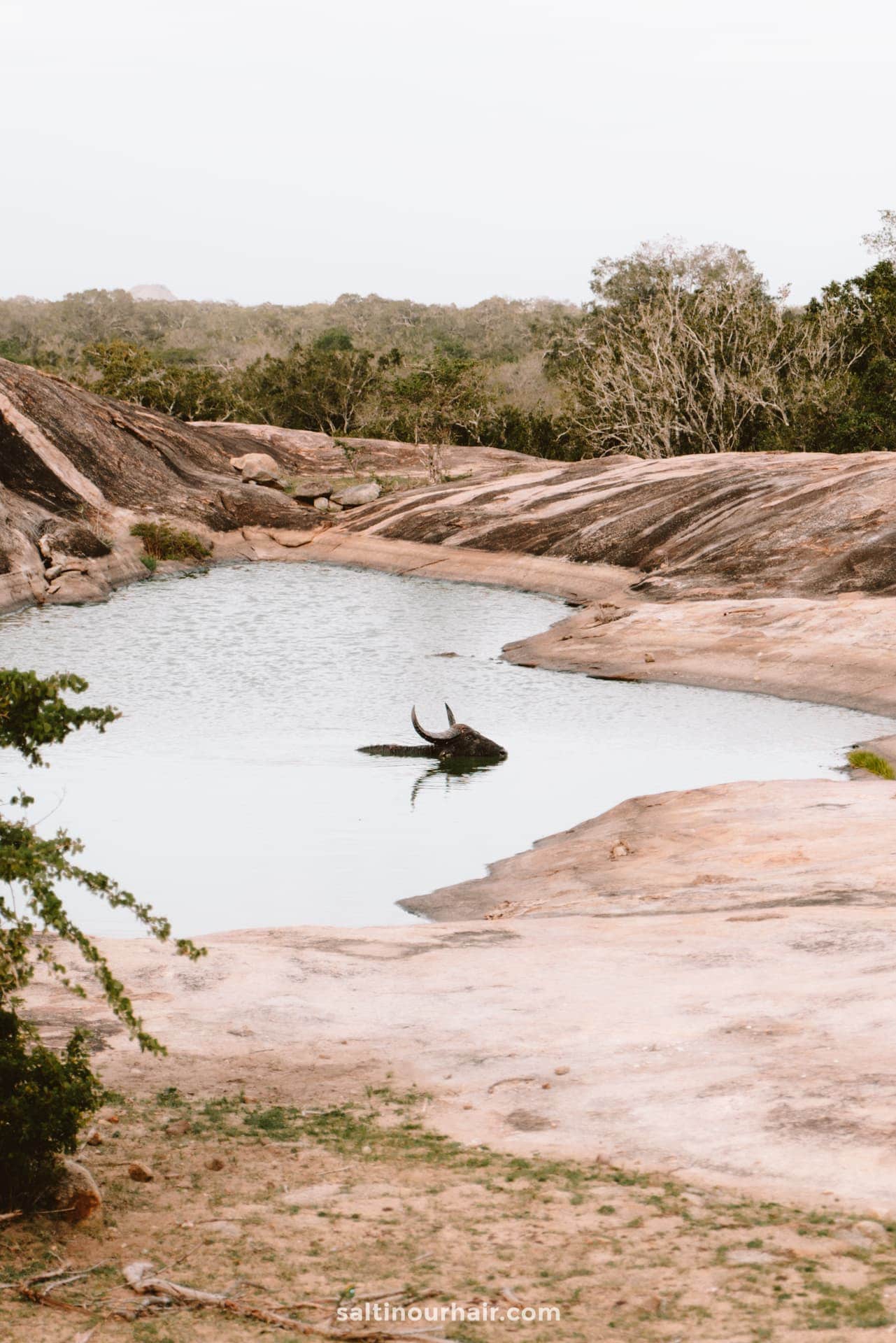 Yala National Park: 2024 Travel Guide (Sri Lanka) · Salt in our Hair