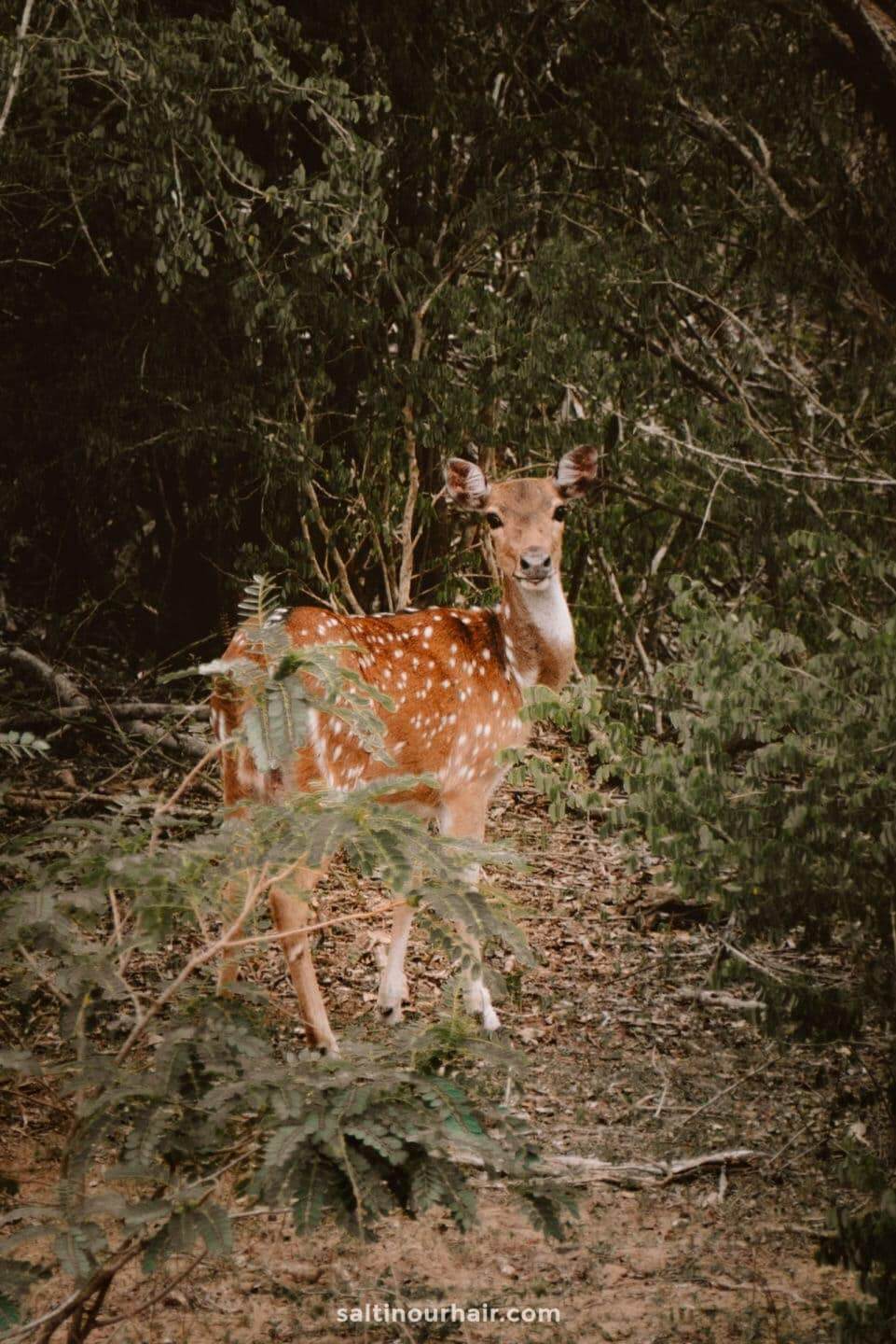 Yala National Park: The Best Safari in Sri Lanka (2026)