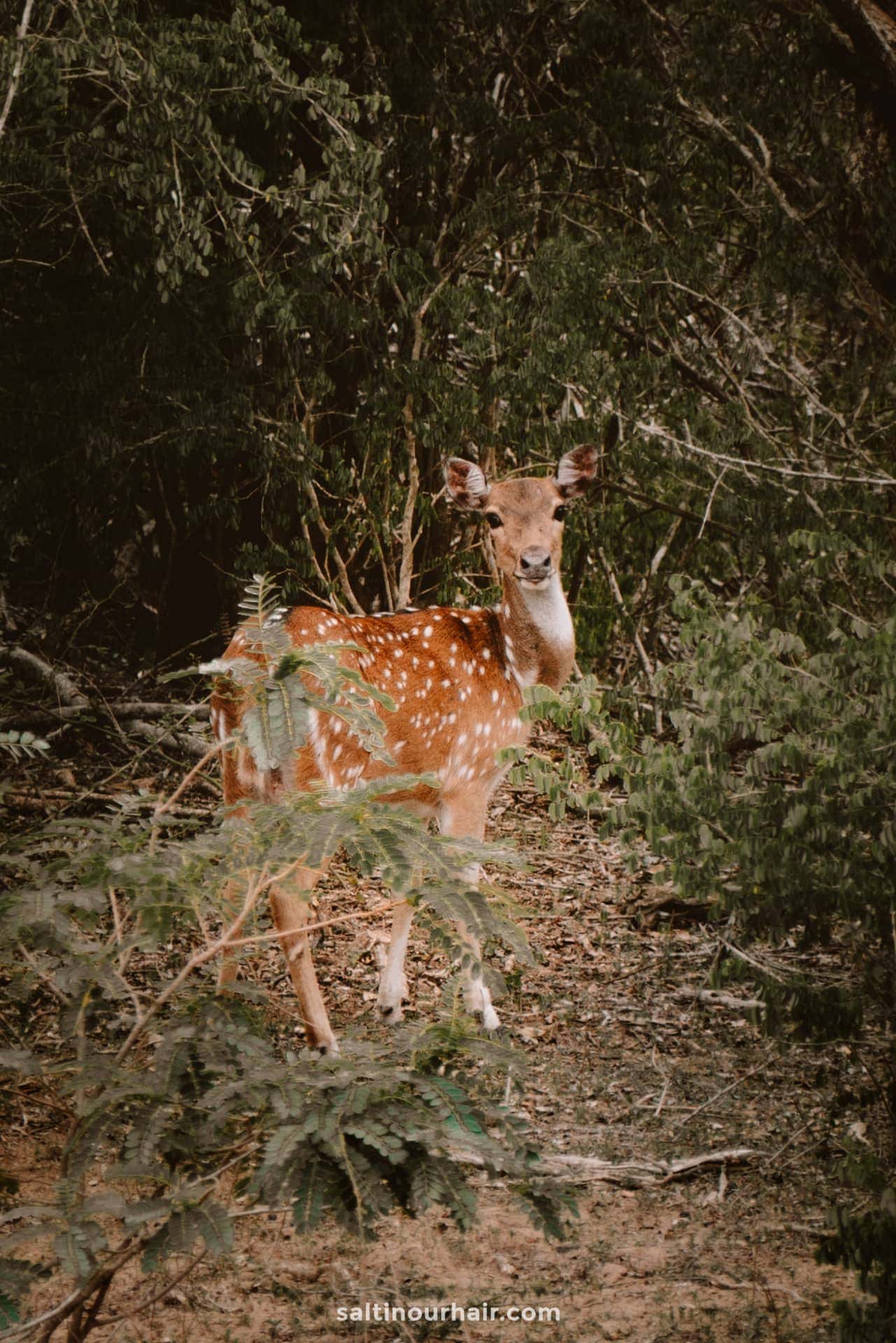 Yala National Park: 2024 Travel Guide (Sri Lanka) · Salt in our Hair
