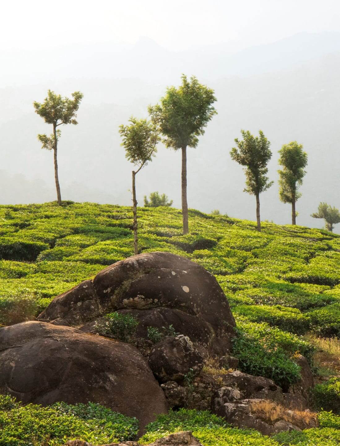 Best Reasons to Visit Kerela, India · Salt in our Hair