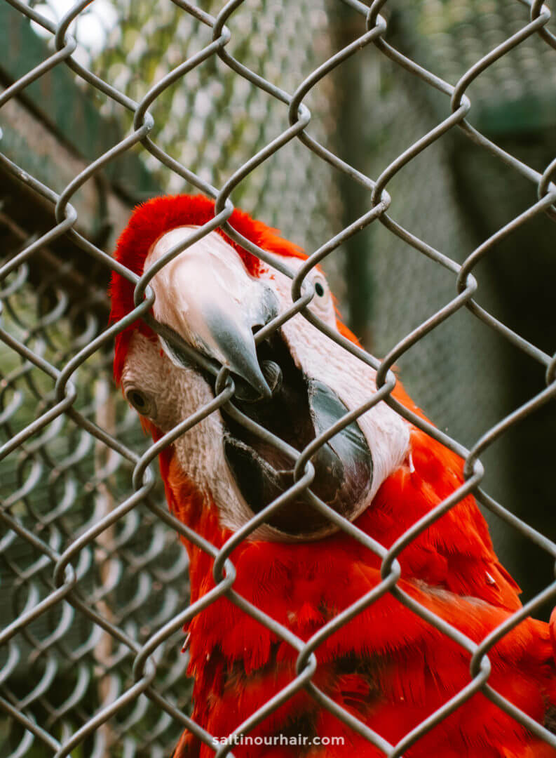 Things to know about Wildlife Tourism (+ Better Alternatives)