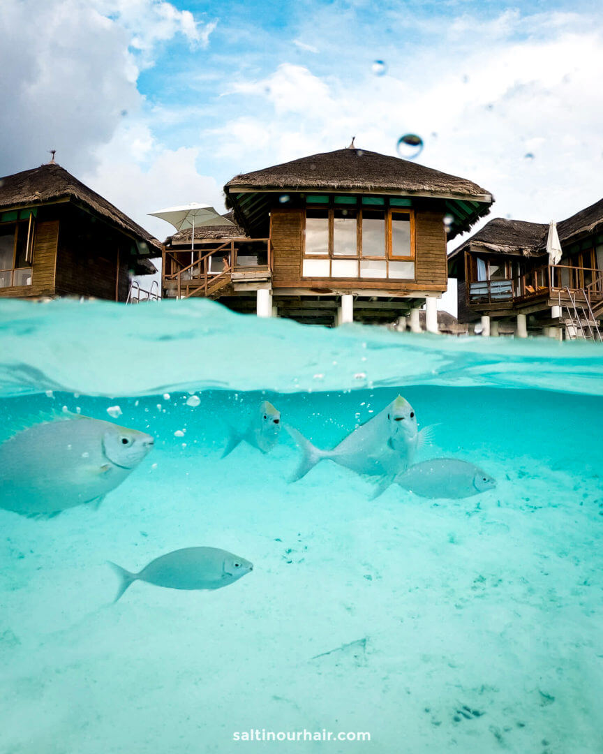 Things to know about Wildlife Tourism (+ Better Alternatives)