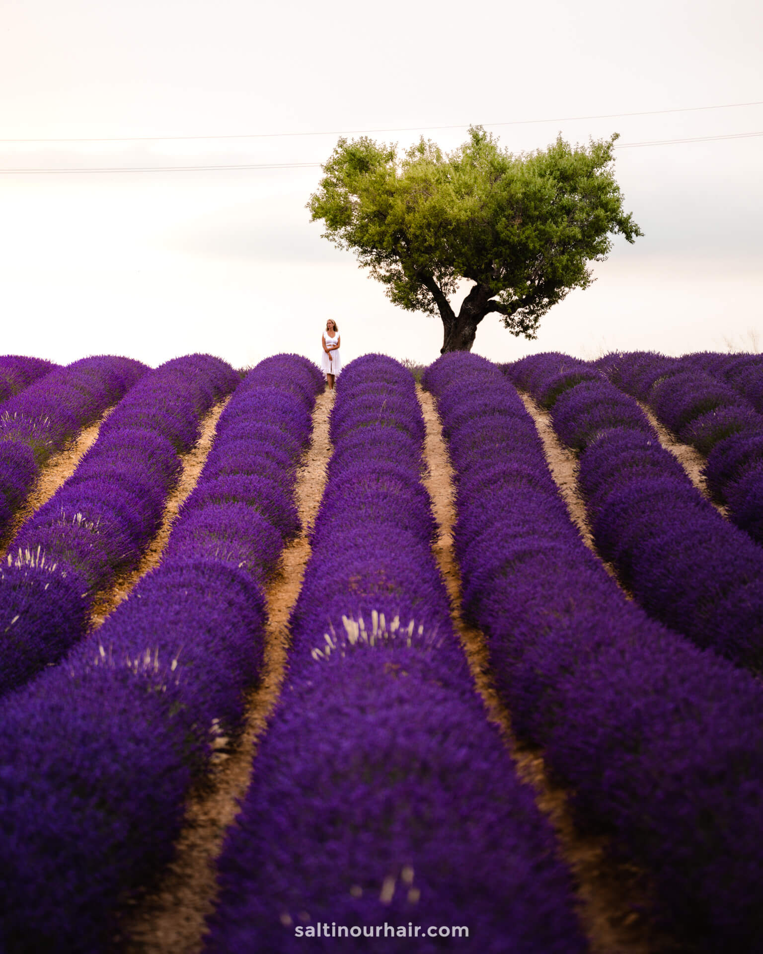 Best Lavender Fields in Provence, France (+ Map Locations 2024)