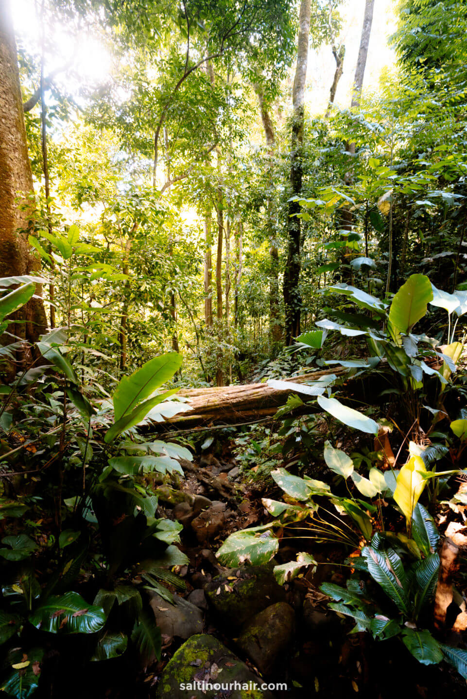 Nauyaca Waterfalls: How to Visit in 2025 + Tips (Costa Rica)