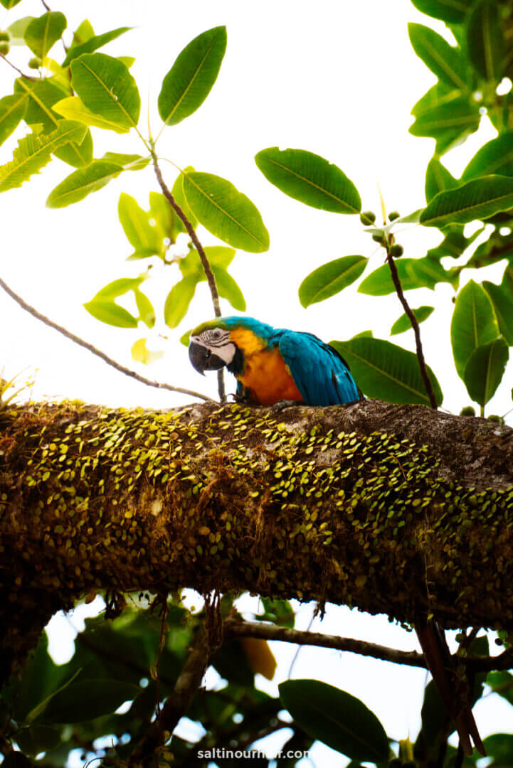 Minca, Colombia: 8 Best Things To Do · Salt in our Hair