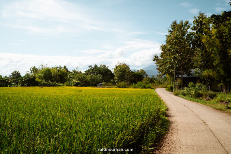 Phu Langka: Thailand's Best Sunrise Viewpoint (2026 Guide)