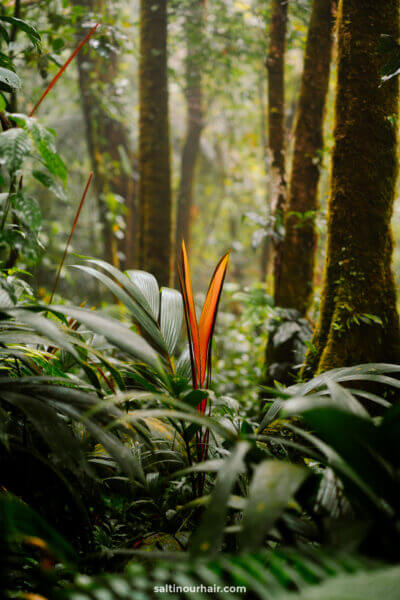 La Fortuna Waterfall: All You Need to Know in 2026 (Costa Rica)