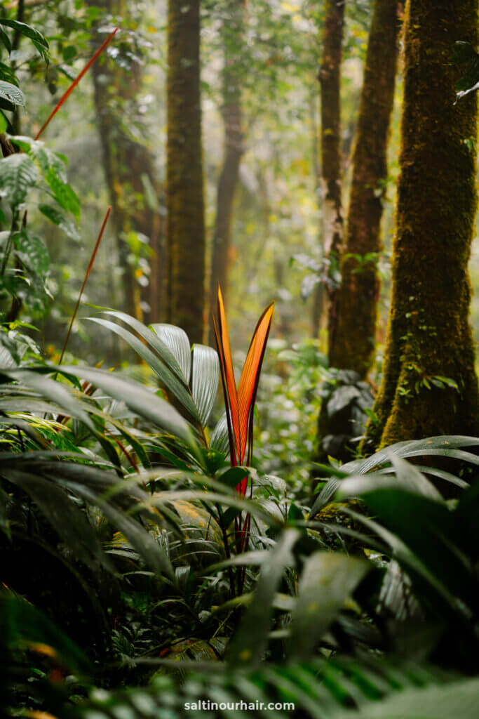 La Fortuna Waterfall: All You Need to Know in 2026 (Costa Rica)