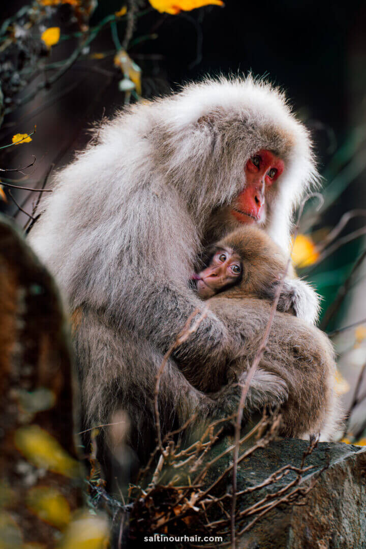 Snow Monkey Park: Japan's Hot Spring Oasis · Salt in our Hair