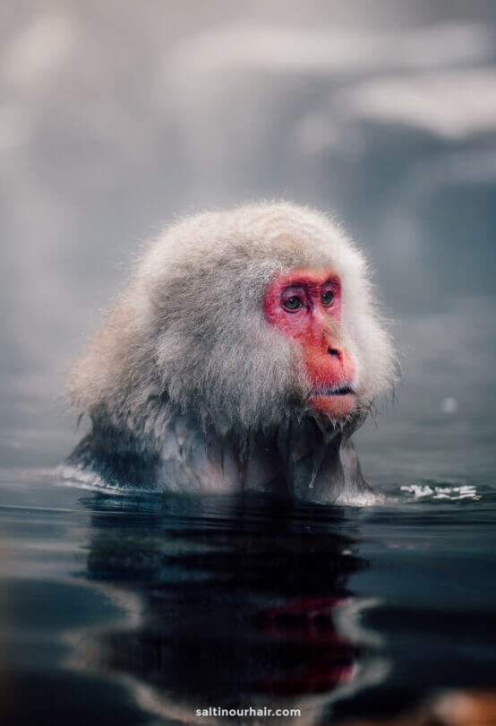 Snow Monkey Park: Japan's Hot Spring Oasis · Salt in our Hair