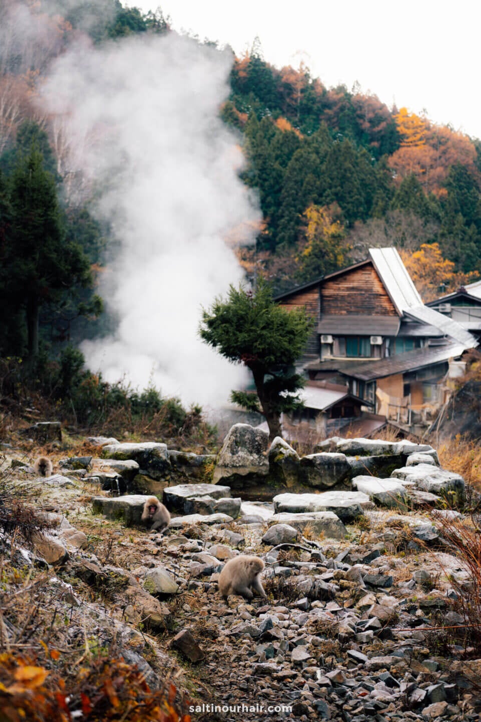 Snow Monkey Park: Japan's Hot Spring Oasis · Salt in our Hair