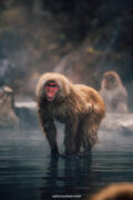 Snow Monkey Park: Japan's Hot Spring Oasis · Salt in our Hair