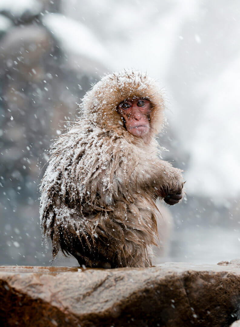 Snow Monkey Park: Japan's Hot Spring Oasis · Salt in our Hair