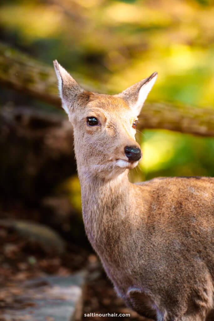 9 Things to do in Nara Park (The Famous Deer of Japan)