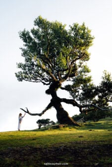 Fanal Forest, Madeira: A Complete Guide to the Magical Forest