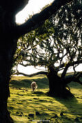 Fanal Forest, Madeira: A Complete Guide to the Magical Forest