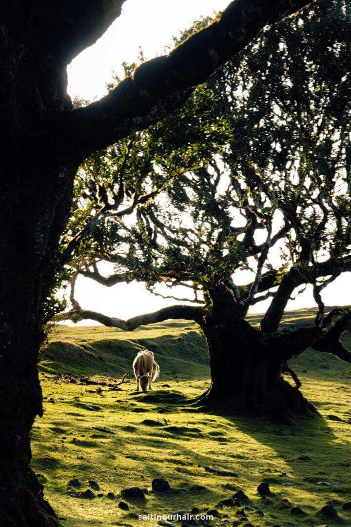 Fanal Forest, Madeira: A Complete Guide to the Magical Forest