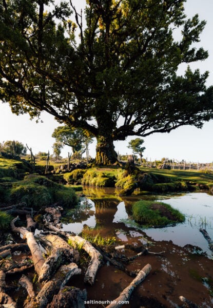Fanal Forest, Madeira: A Complete Guide to the Magical Forest
