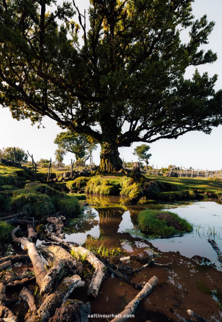 Fanal Forest, Madeira: A Complete Guide to the Magical Forest