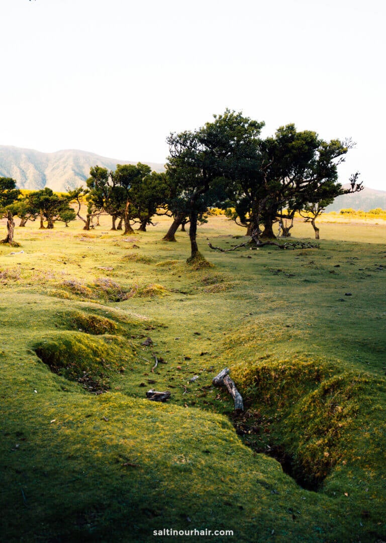 Fanal Forest, Madeira: A Complete Guide to the Magical Forest