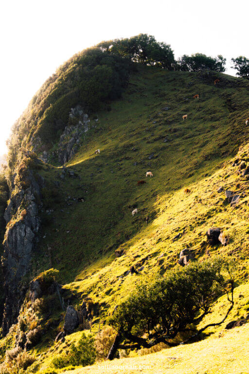 Fanal Forest, Madeira: A Complete Guide to the Magical Forest